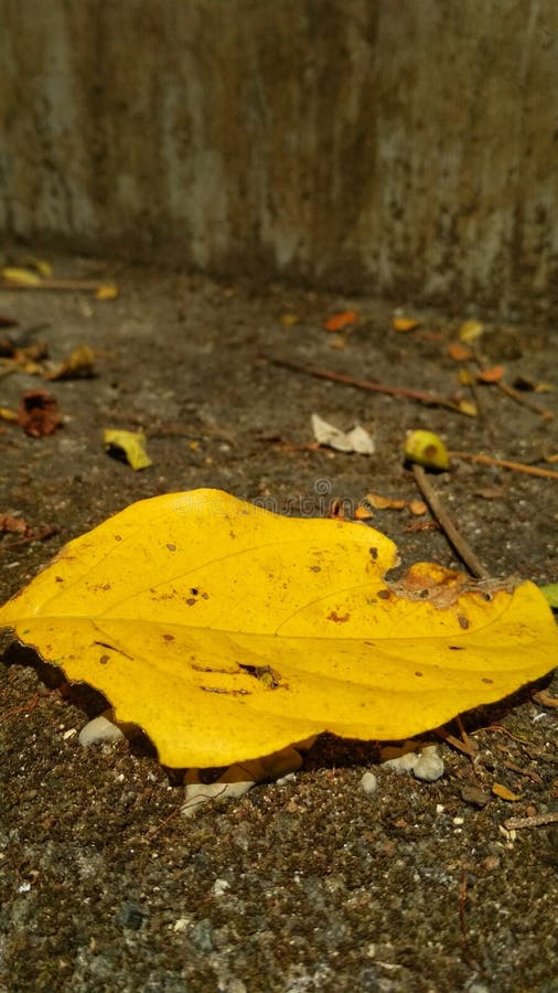 Yellow fall leaves stock image. Image of leaves, nature - 189287735