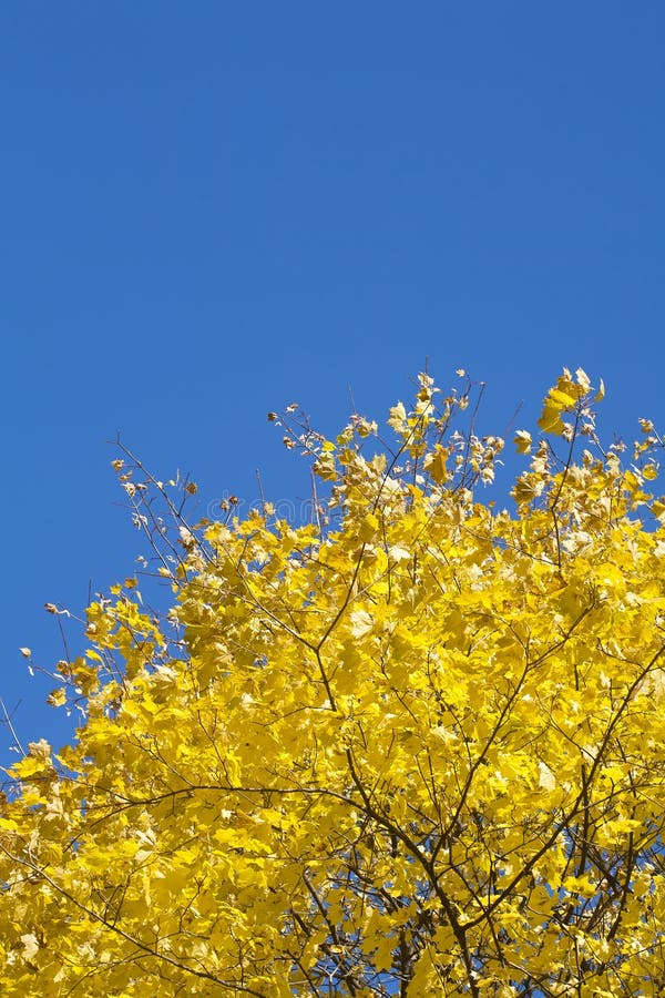 Yellow fall maple leafs stock photo. Image of growth - 21817376
