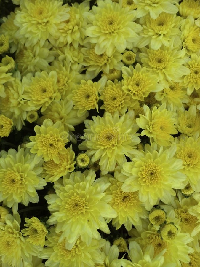 Yellow fall mums stock image. Image of nature, decorations - 44614023