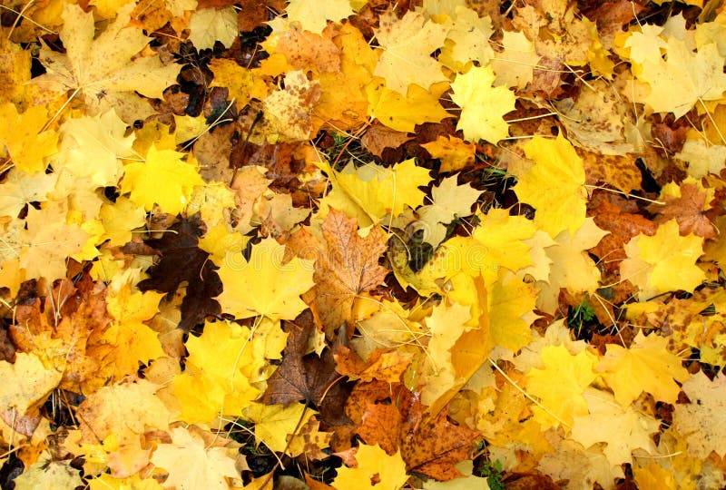 Yellow Fall Sycamore Leaves Stock Image - Image of nature, seasonal ...