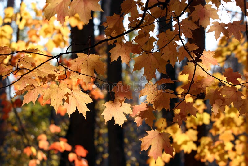 Yellow fall tree branch stock image. Image of season, leaves - 324333