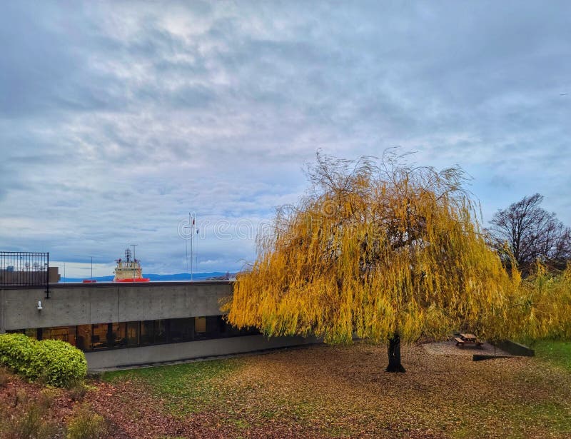 Yellow Fall Tree and a Cloudy Dark Sky Stock Image - Image of nature ...