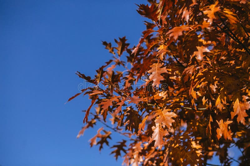 Yellow Fallen Autumn Leaves Autumn Approach Season Stock Photo - Image ...