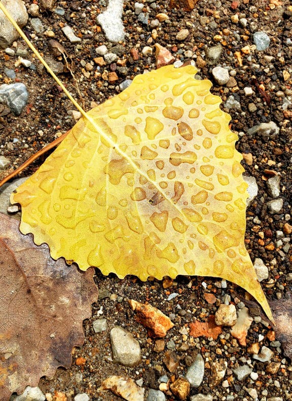 Yellow Fallen Leaf Oklahoma Stock Photo - Image of leaf, fallen: 192239126