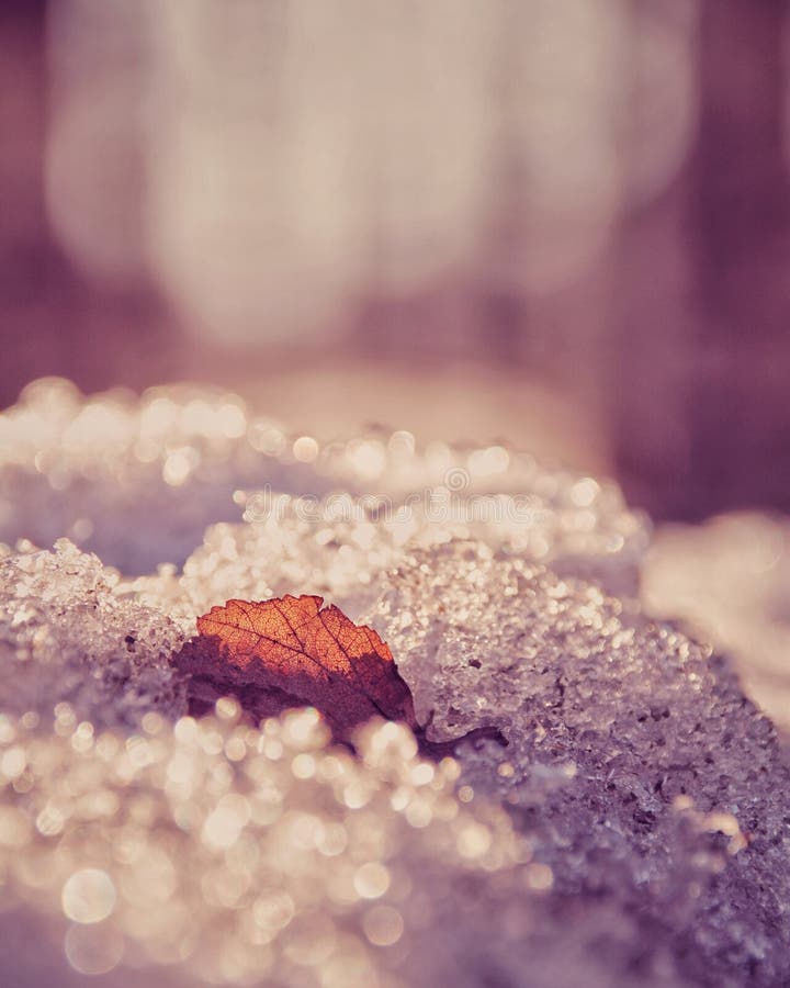 Yellow Fallen Leave in a Snowdrift at Sunset Stock Photo - Image of ...