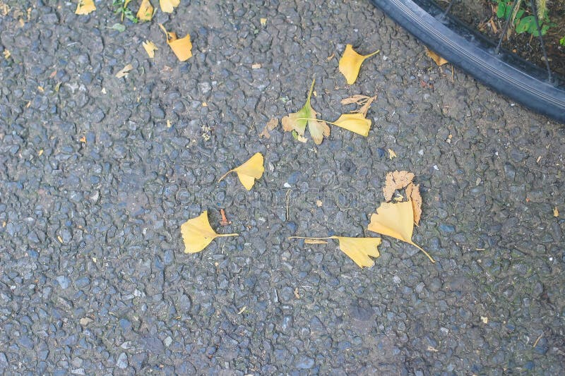 A Yellow Fallen Leaves on the Ground in the Fall Season Stock Image ...