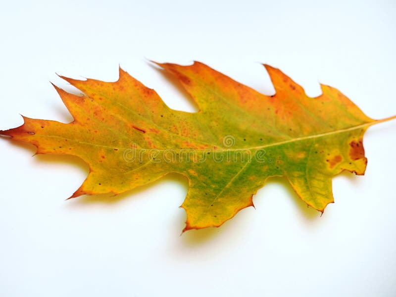 Yellow Fallen Oak Leaf on White Background. Stock Image - Image of ...