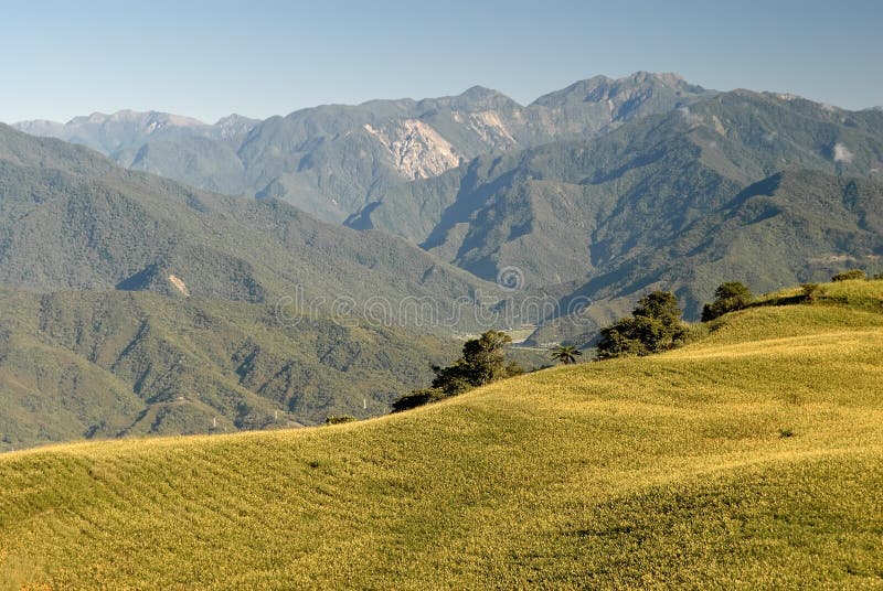 Yellow farm stock image. Image of attractive, flora, growth - 16062797