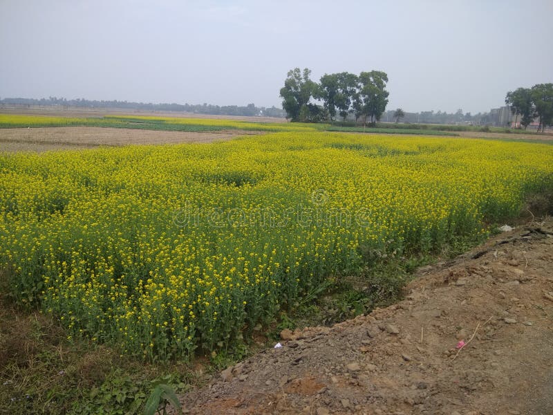 Yellow Farm with Blue Sky, Nature Concept Stock Image - Image of ...