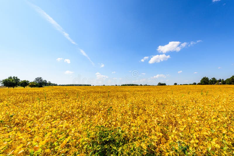 Yellow Farm Field at Fall Under Blue Sky Stock Image - Image of rural ...