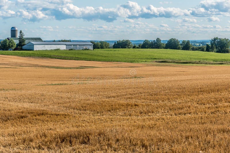 Yellow farm field stock image. Image of outdoor, yellow - 215346845