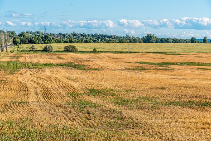 Yellow farm field stock image. Image of outdoor, yellow - 215346845