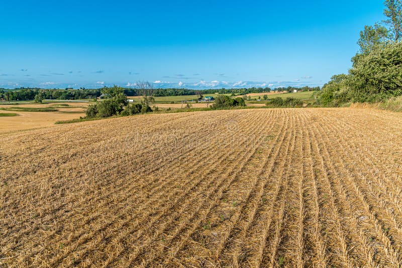 Yellow farm field stock photo. Image of country, land - 254054254