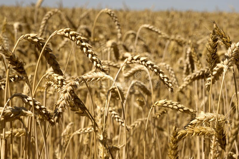 Yellow farm field stock photo. Image of gold, food, grain - 71355004
