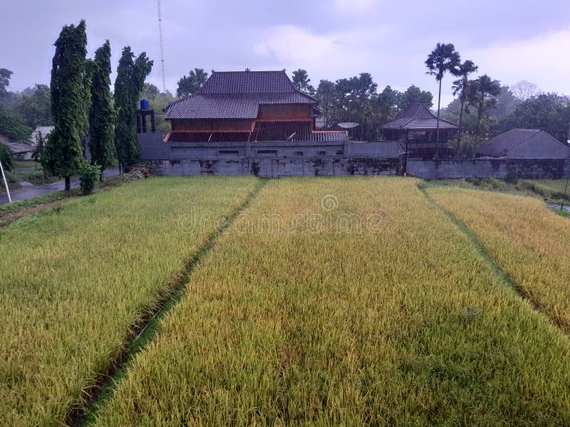 Yellow Farm Field in a Windy Rainy Weather Stock Photo - Image of windy ...