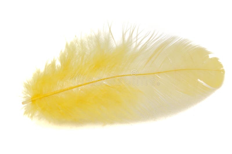 Yellow Feather with Transparent Round Drops on the Background of Water ...