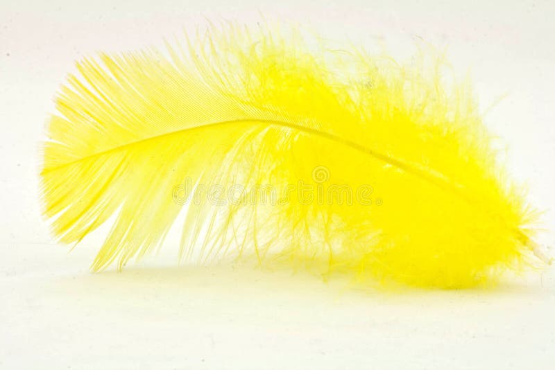 Yellow Feather stock image. Image of glamour, white, violet - 24116543