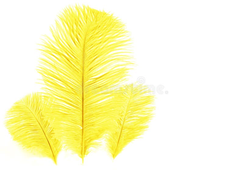 Yellow feather stock vector. Illustration of brush, object - 18666771