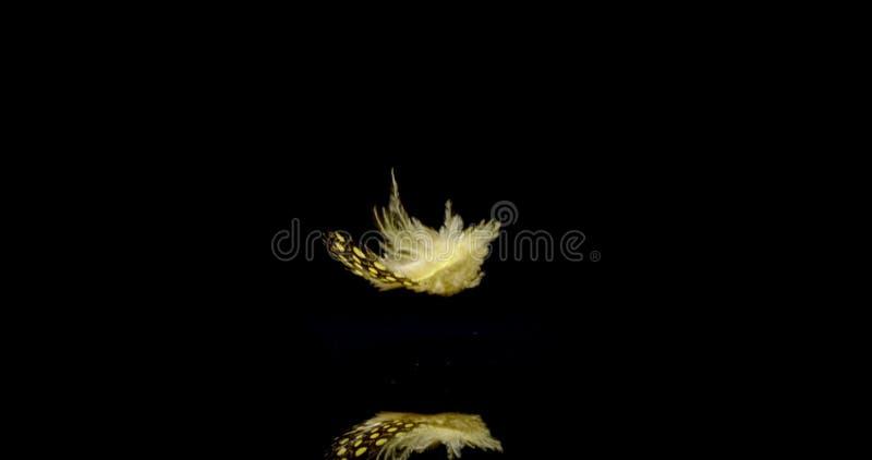 Yellow Feather on a Black Background. Stock Photo - Image of quill ...