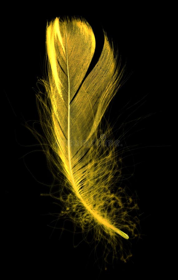 Yellow Feather on a Black Background Stock Image - Image of bird, wing ...