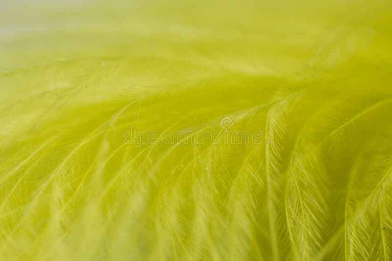 A Yellow a Feather Close-up Macro Background Stock Photo - Image of ...