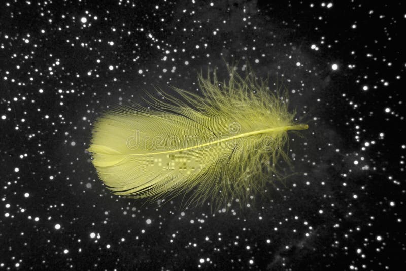 White feather falling stock photo. Image of nature, black - 19080712