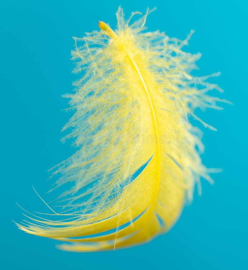 Yellow Feather Isolated on Blue Background Stock Image - Image of ...