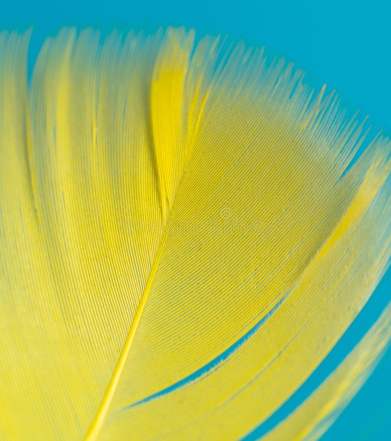 Yellow Feather Isolated on Blue Background Stock Image - Image of ...