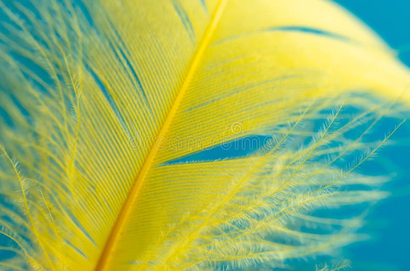 Yellow Feather Isolated on Blue Background Stock Photo - Image of ...