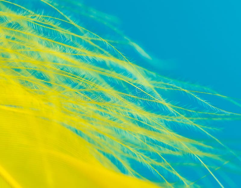 Yellow Feather Isolated on Blue Background Stock Photo - Image of ...
