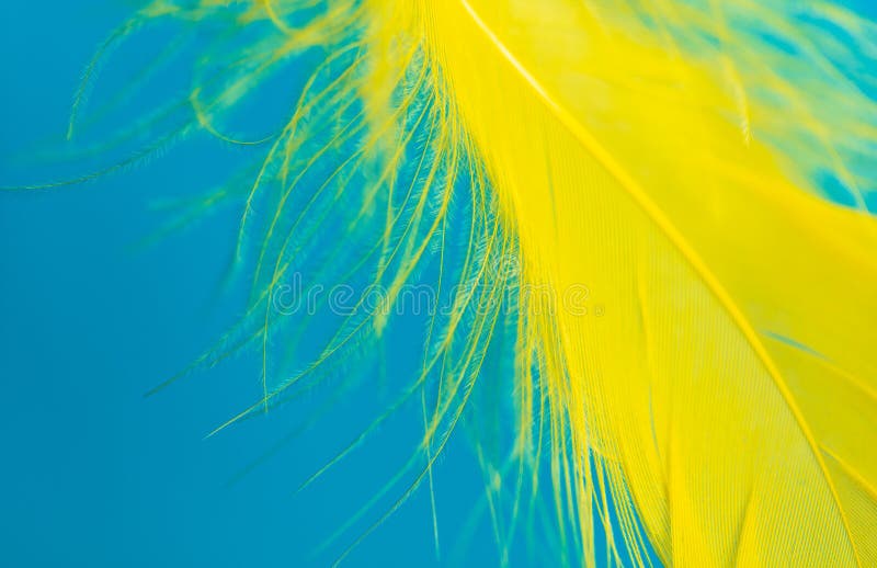 Yellow Feather Isolated on Blue Background Stock Photo - Image of green ...