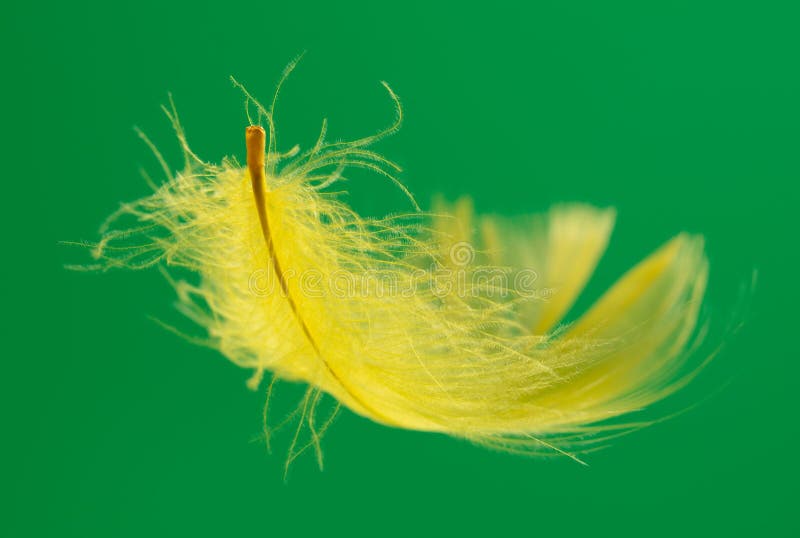 Yellow Feather Isolated on Green Background. Stock Image - Image of ...