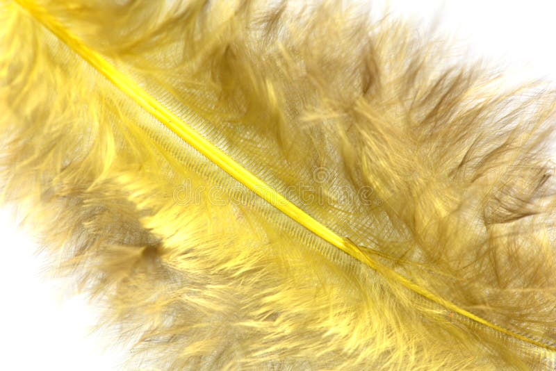 Yellow Feather Isolated on White Background. Stock Photo - Image of ...