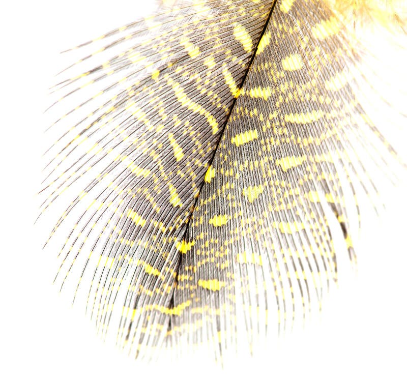 Yellow Feather Isolated on White Background. Stock Photo - Image of ...