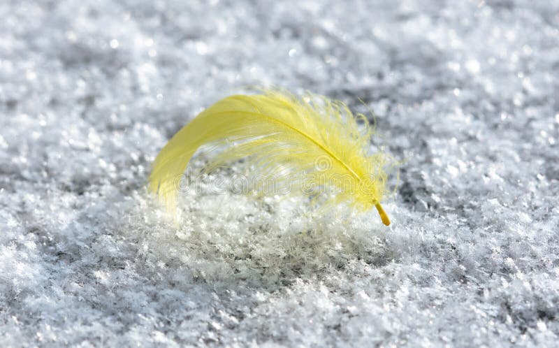 Yellow Feather on White Snow in Winter. Close-up Stock Photo - Image of ...