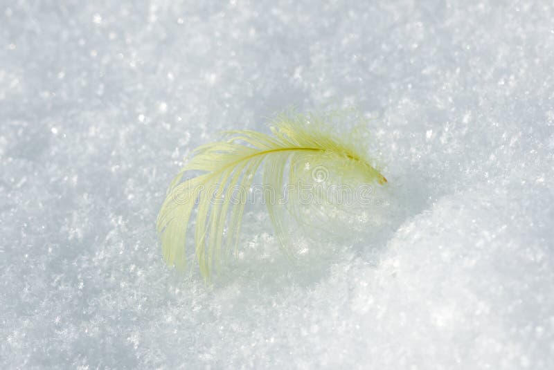 Yellow Feather on White Snow in Winter. Close-up Stock Photo - Image of ...