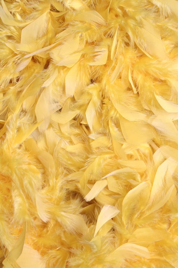 Assorted Colorful Feathers stock image. Image of softness - 27371957