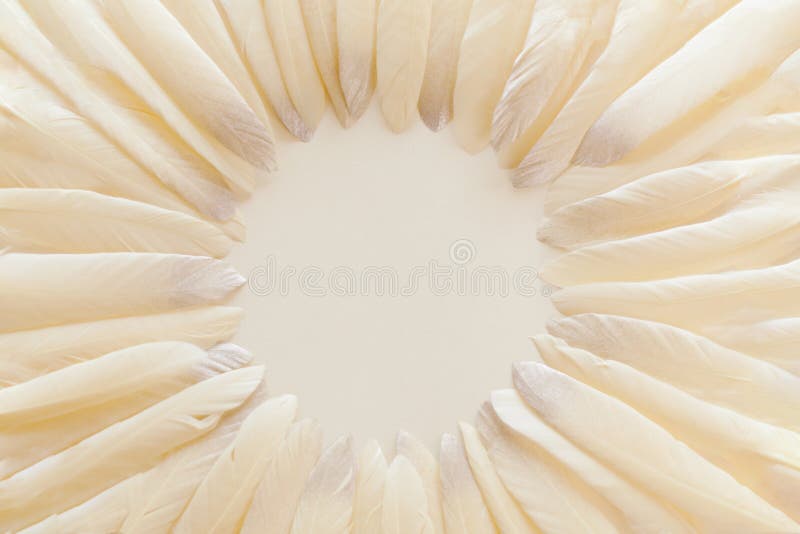 Yellow and Gold Feathers on a Yellow Dotted Background. Borders and ...