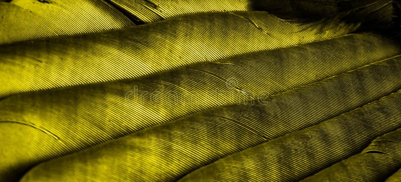 Yellow Feathers with Visible Texture Stock Image - Image of beautiful ...