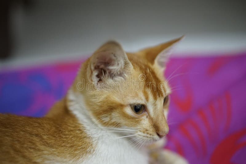 Yellow Female Cat Posing in Front of the Camera Stock Image - Image of ...