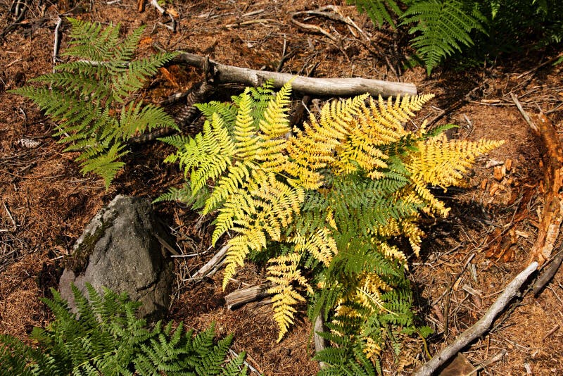 Fern stock photo. Image of branched, habitat, type, kind - 78606314