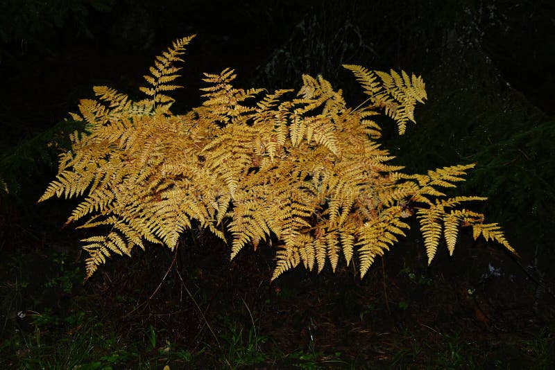 Yellow fern in the dark stock image. Image of grass - 182456559