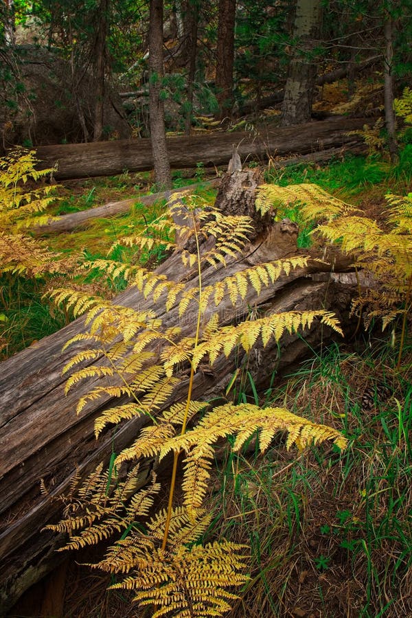 A Yellow Fern in a Dense Forest. Stock Image - Image of natural ...