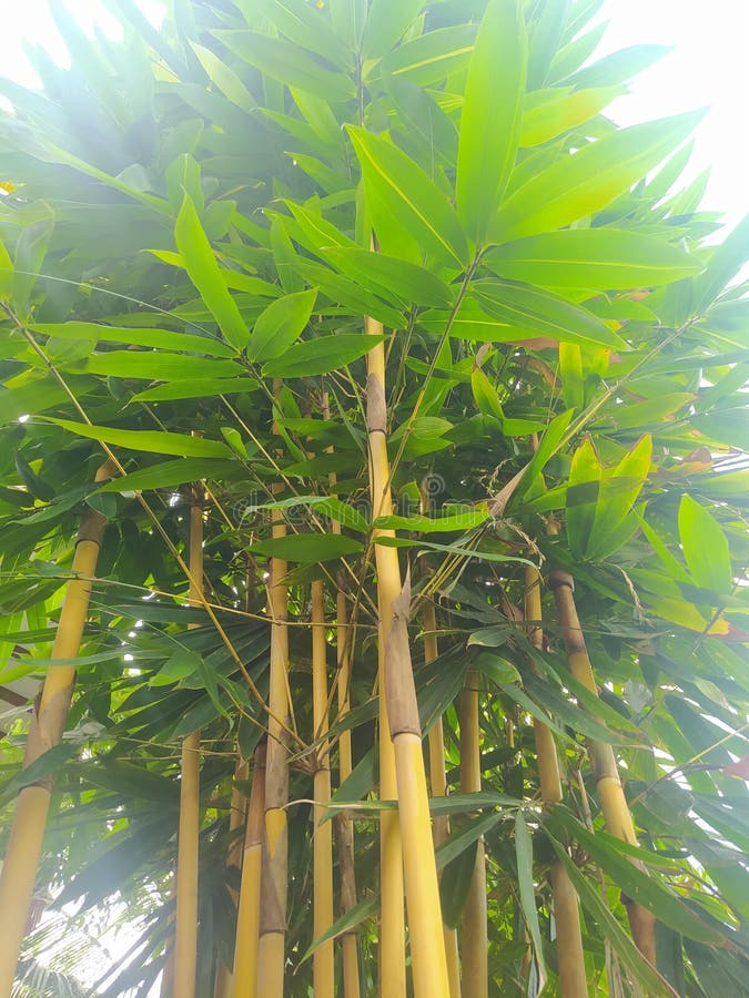 Fever Tree Forrest stock photo. Image of ecology, african - 56555140