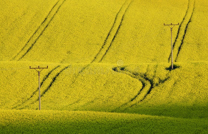 Yellow field 1 stock image. Image of agronomy, poles - 28162985