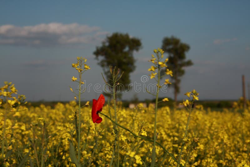 Yellow field stock photo. Image of plant, countryside - 11235260