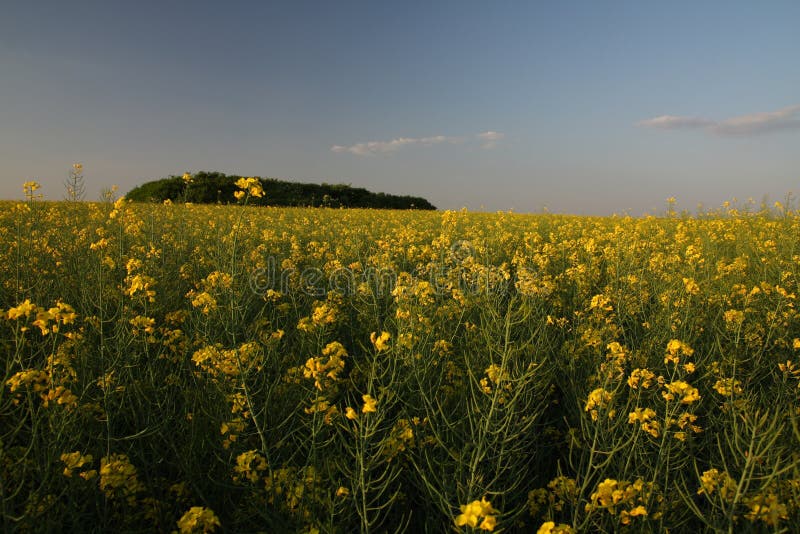 Yellow field stock photo. Image of growth, sunlight, field - 11235308