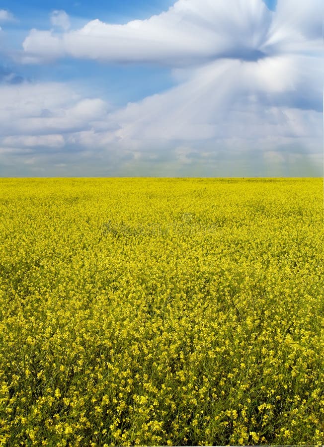 Yellow field stock photo. Image of growth, land, landscaped - 11272288