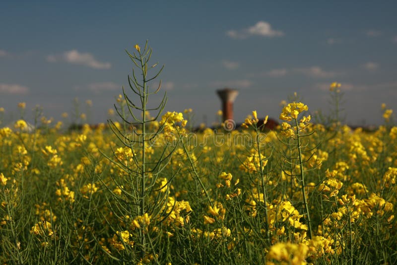 Yellow field stock image. Image of color, cheerful, green - 11335263
