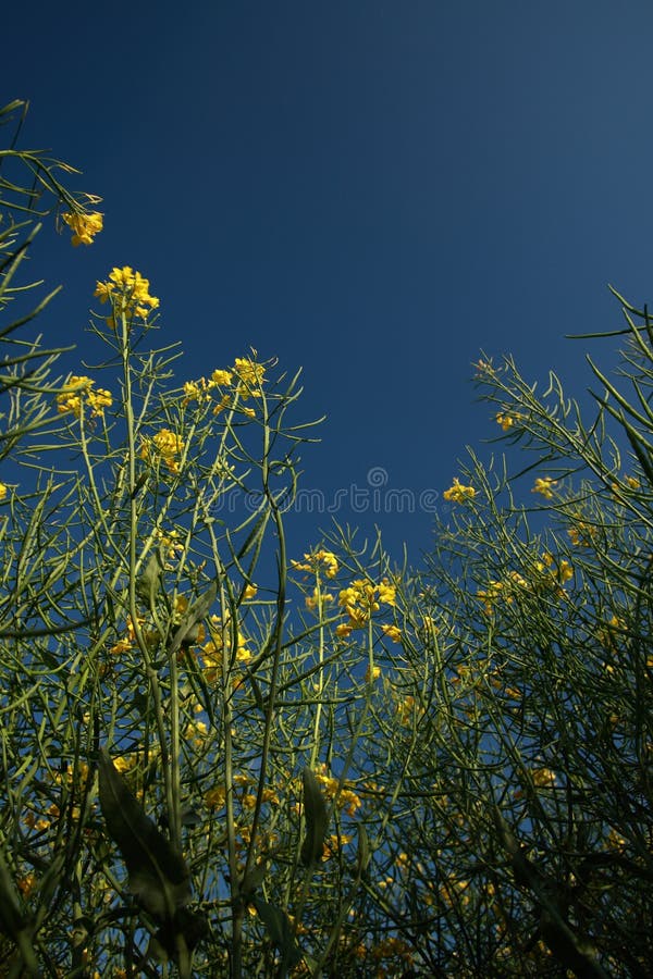 Yellow field stock image. Image of season, field, color - 11335395